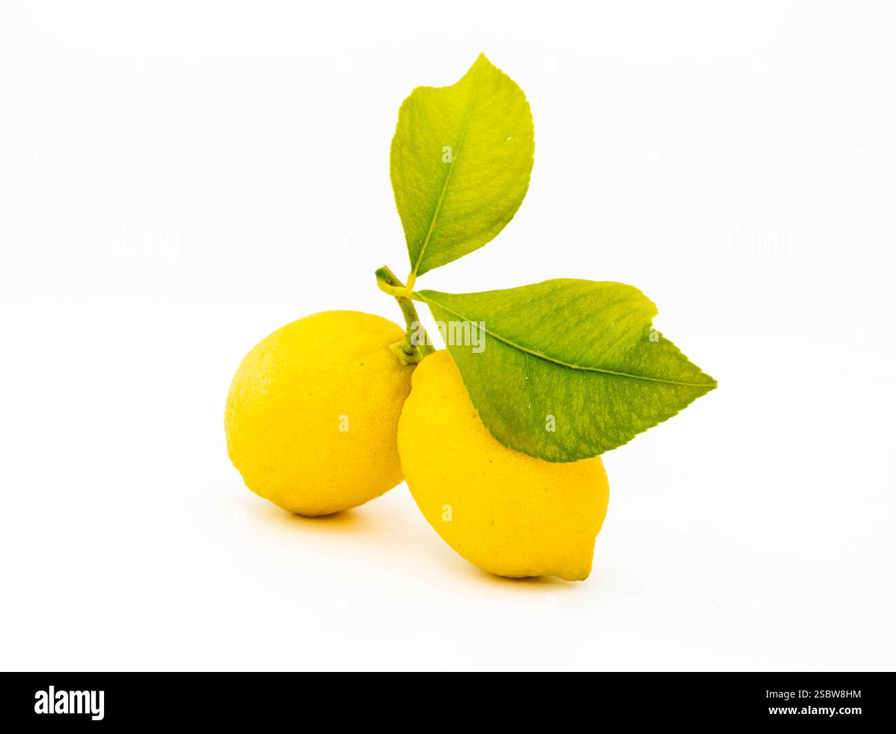 Hojas alimento hi-res stock photography and images - Alamy
