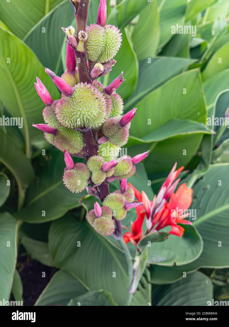 Orange red canna lily hi-res stock photography and images - Alamy