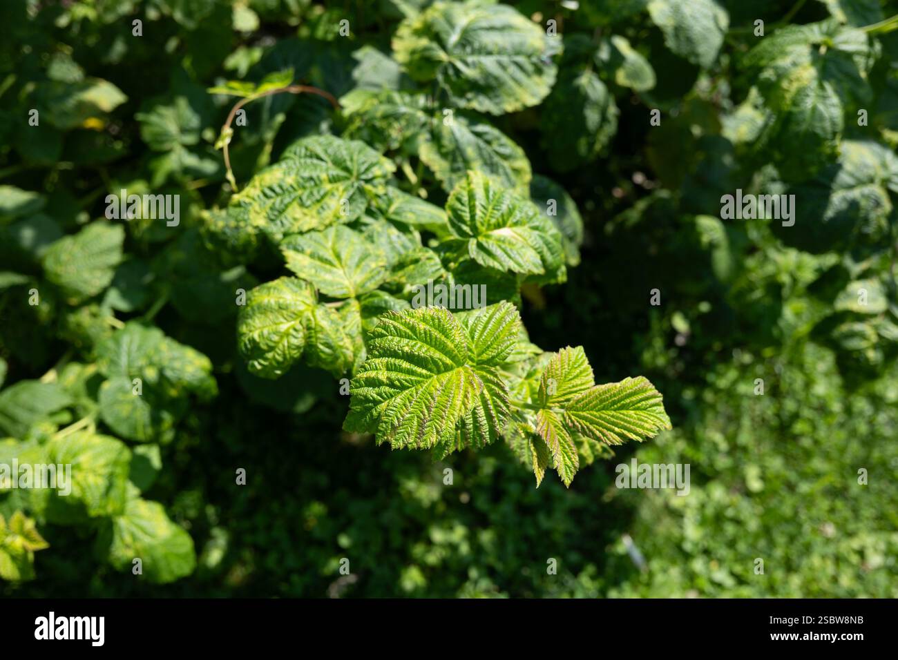 Raspberry (rubus idaeus) plant leaves with blight disease and blurred ...