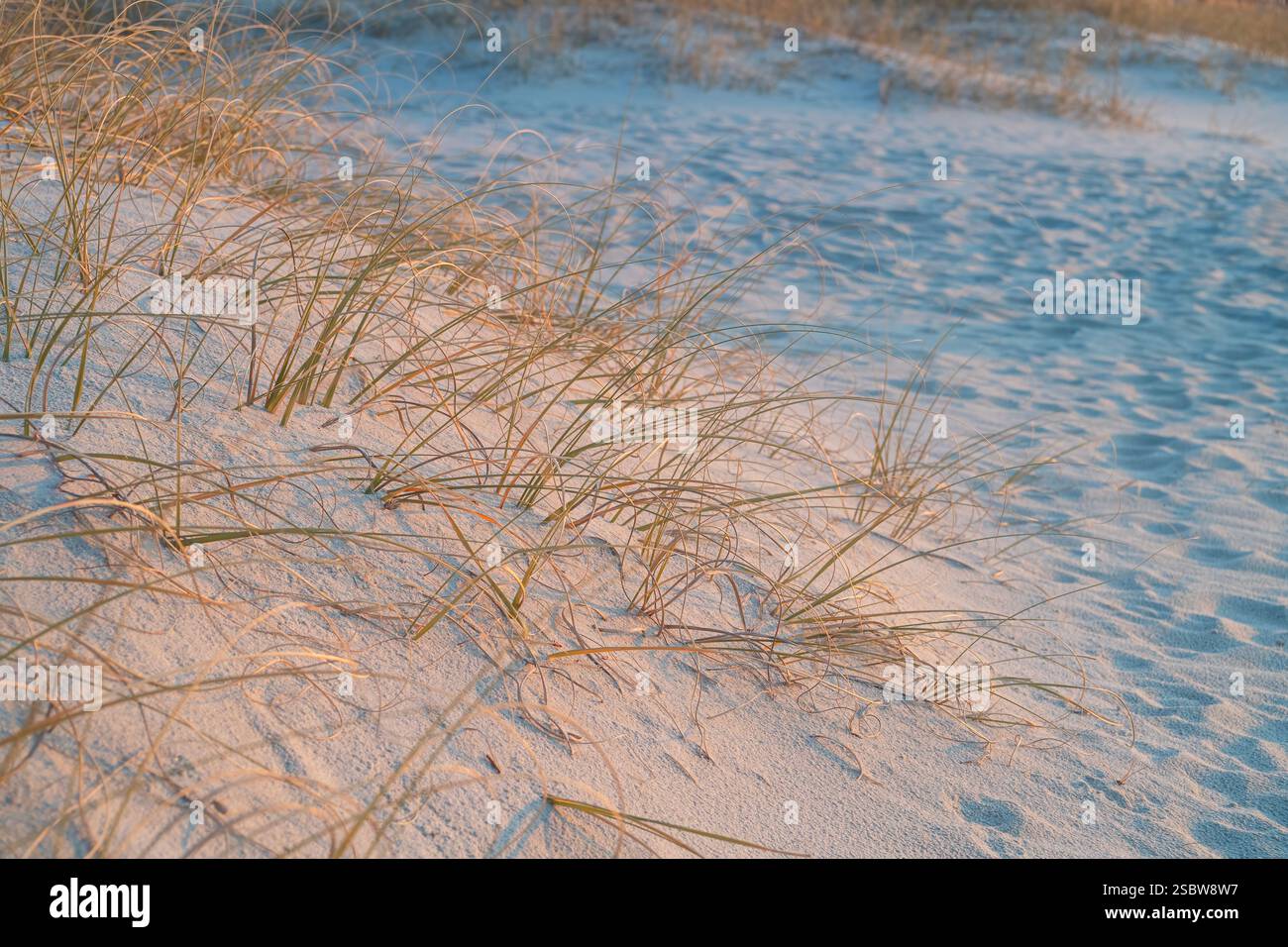 Marram Grass Grows on a Sand Dune in South Eastern US Stock Photo - Alamy