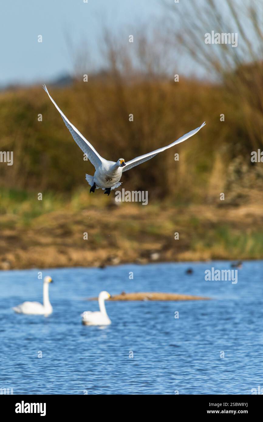 Tundra Swan, Bewick's Swan, Cygnus columbianus in flight at winter in ...
