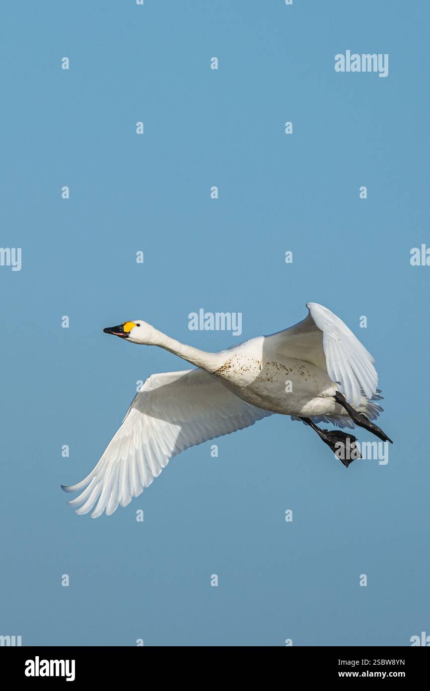 Tundra Swan, Bewick's Swan, Cygnus columbianus in flight at winter in ...