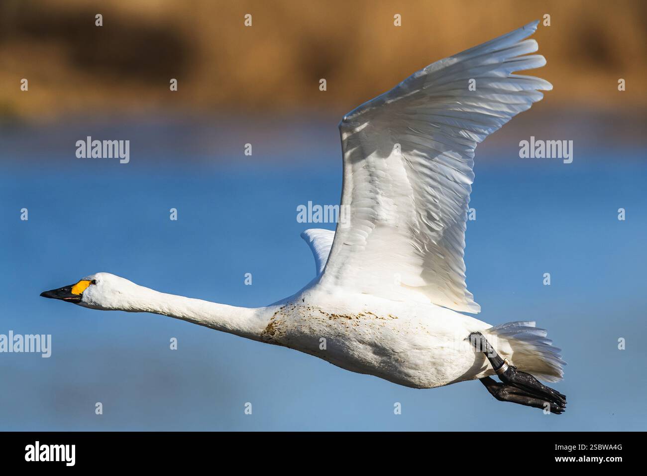 Tundra Swan, Bewick's Swan, Cygnus columbianus in flight at winter in ...