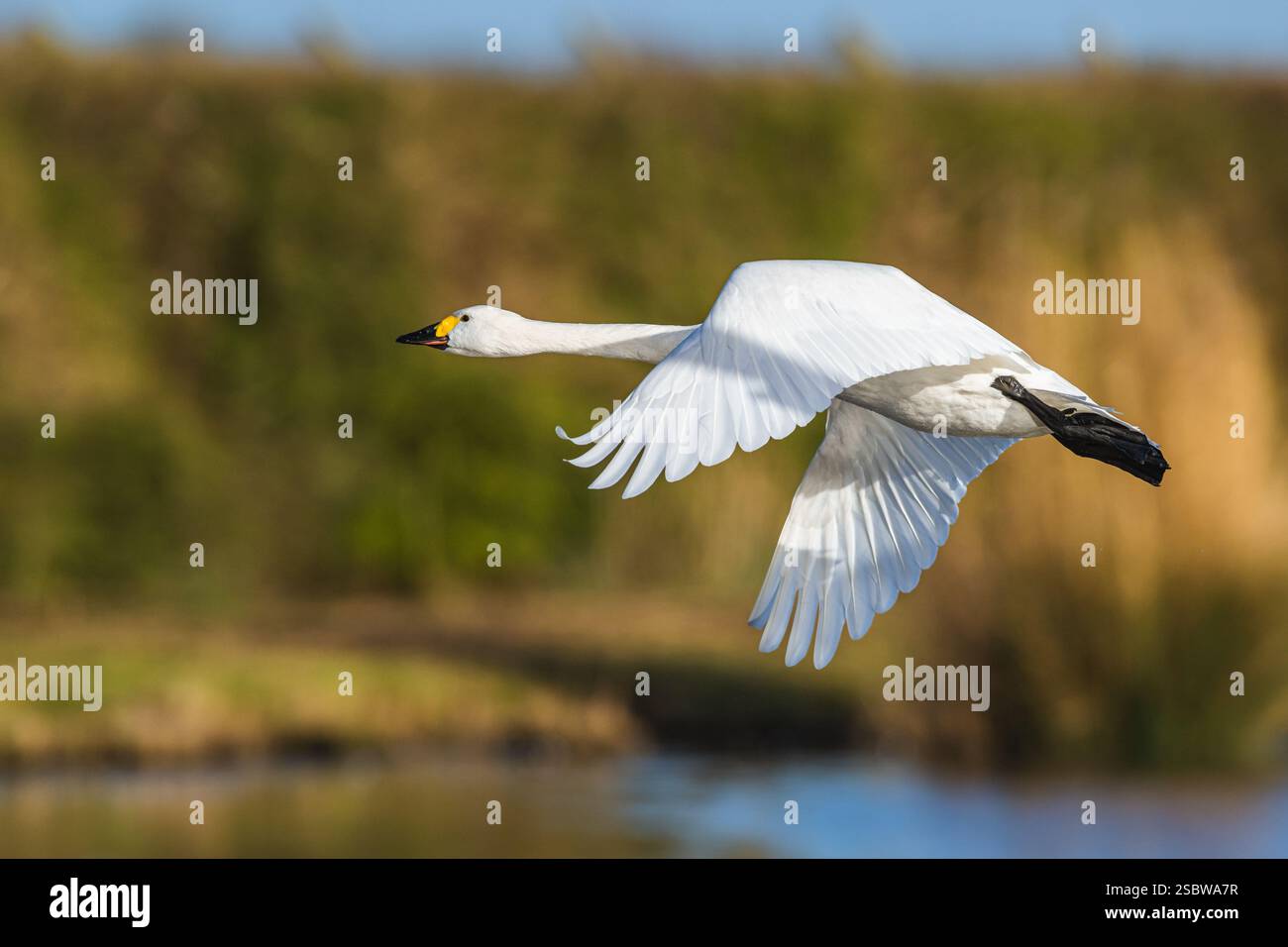 Tundra Swan, Bewick's Swan, Cygnus columbianus in flight at winter in ...