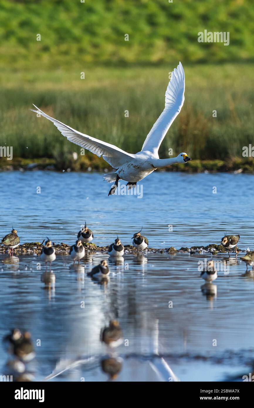 Tundra Swan, Bewick's Swan, Cygnus columbianus in flight at winter in ...