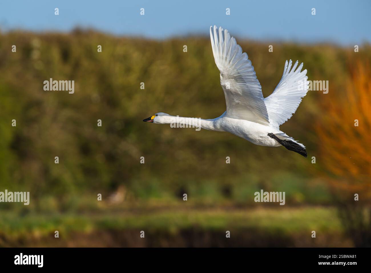 Tundra Swan, Bewick's Swan, Cygnus columbianus in flight at winter in ...
