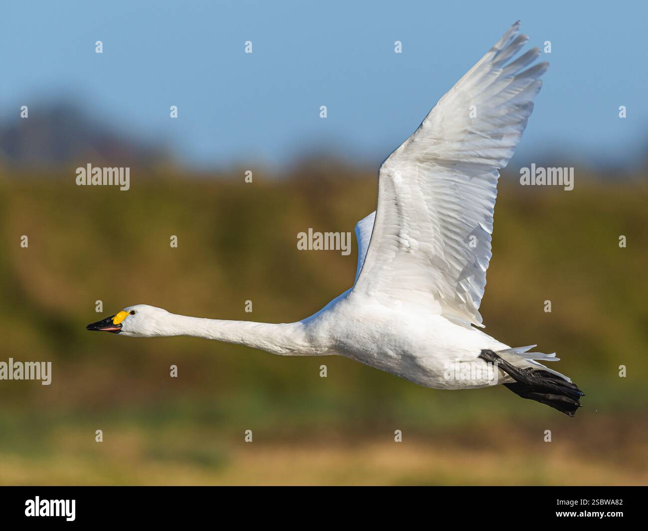 Tundra Swan, Bewick's Swan, Cygnus columbianus in flight at winter in ...