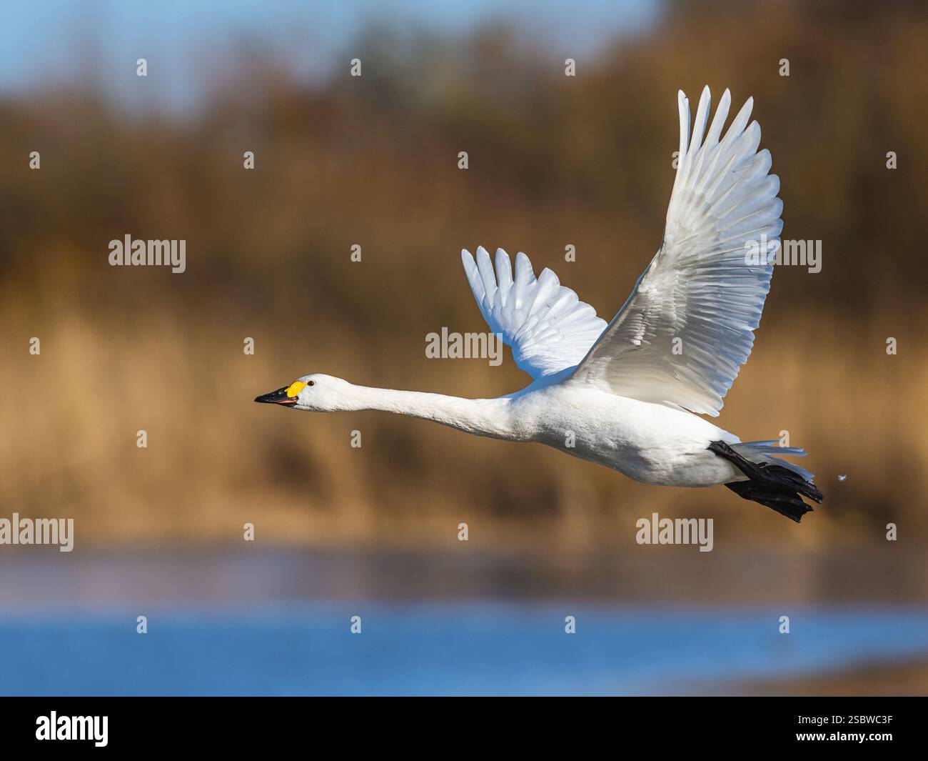 Tundra Swan, Bewick's Swan, Cygnus columbianus in flight at winter in ...
