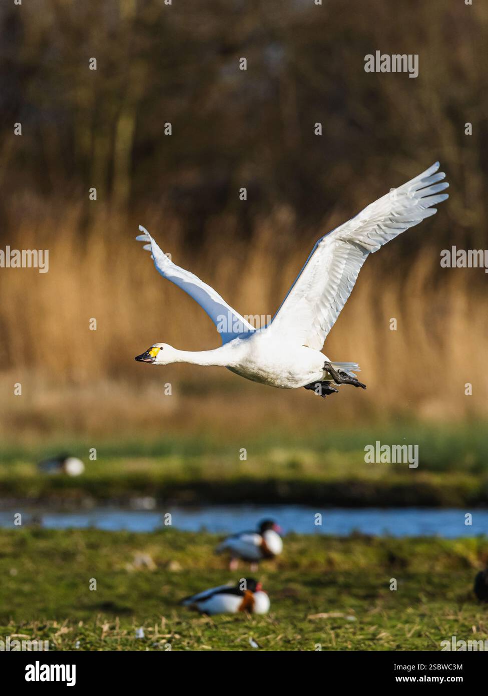 Tundra Swan, Bewick's Swan, Cygnus columbianus in flight at winter in ...