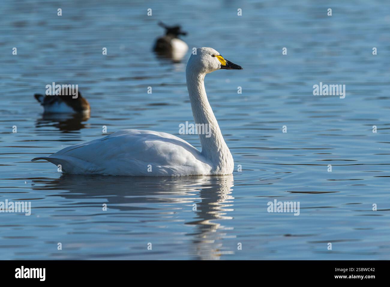Tundra Swan, Bewick's Swan, Cygnus columbianus on winter marshes in ...
