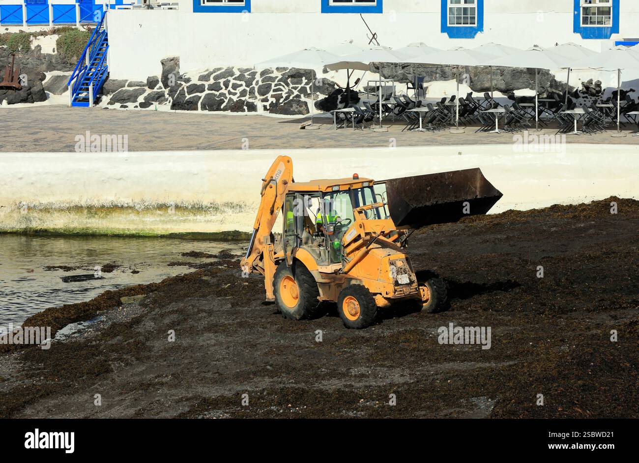 Workers using a JCB clearing invasive seaweed from choking the town ...