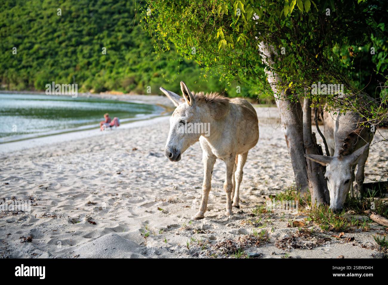 Feral donkeys usvi hi-res stock photography and images - Alamy