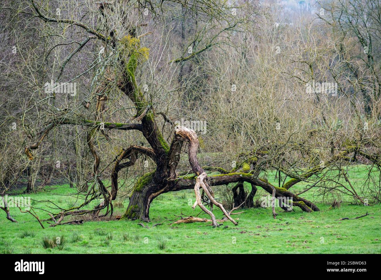 Old apple tree dead and split by the weather in a high-stem orchard ...