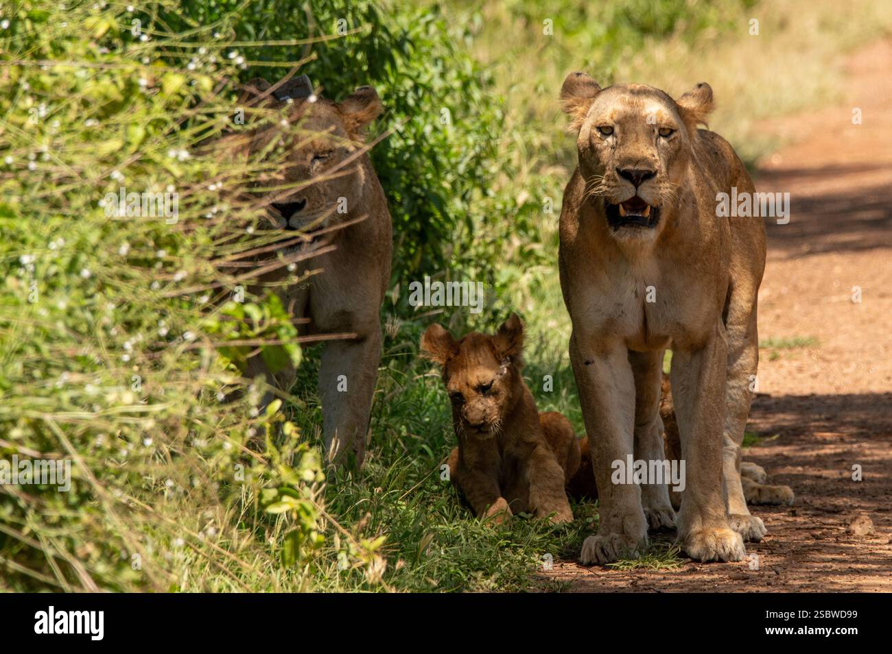 Two lioness walking with cub on the road in Tanzania Stock Photo - Alamy
