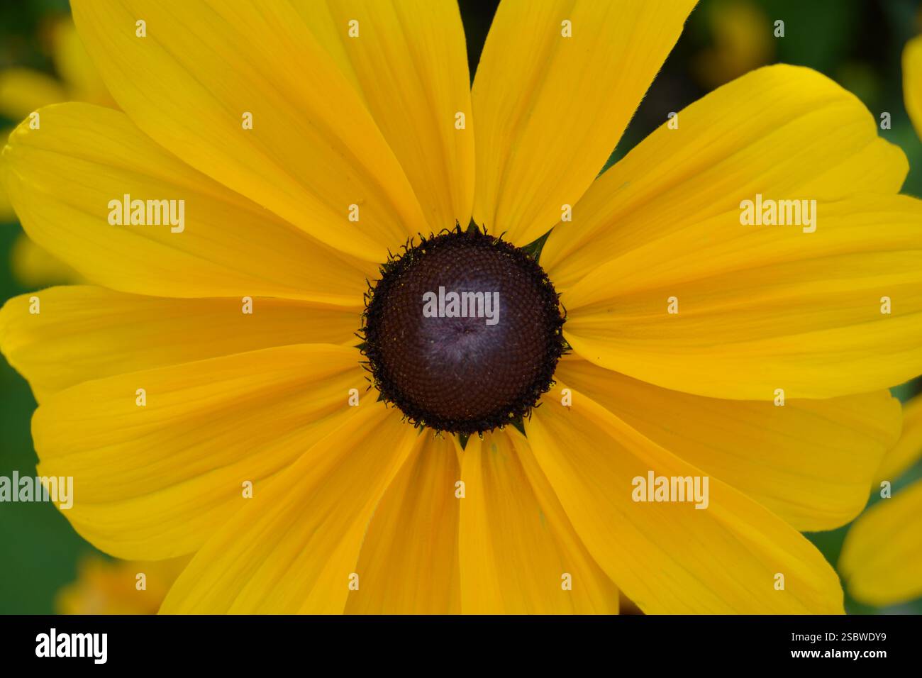 Black eyed susan plants hi-res stock photography and images - Alamy