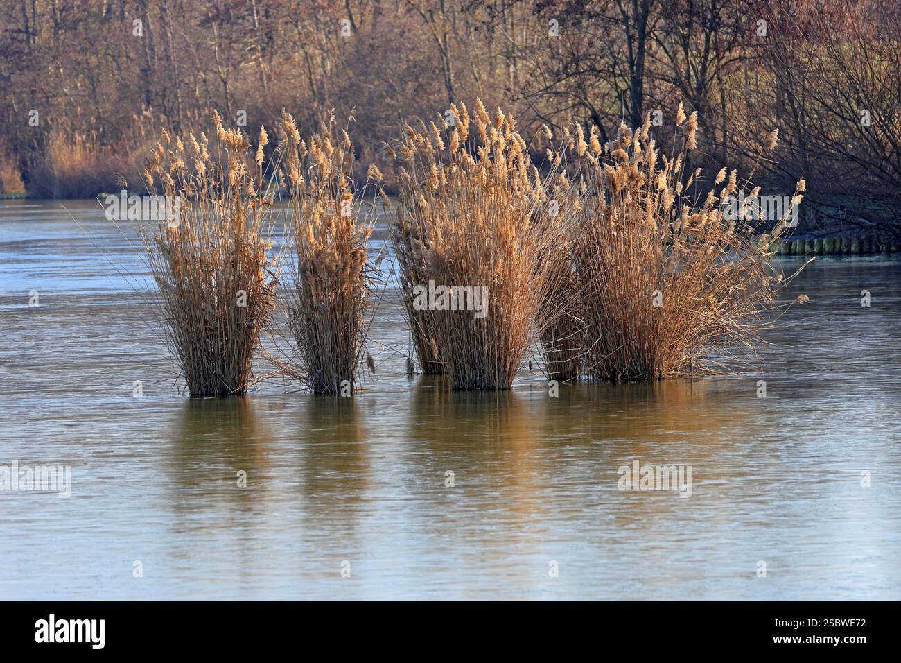 Reeds in reddish-brown winter color in a pond Stock Photo - Alamy