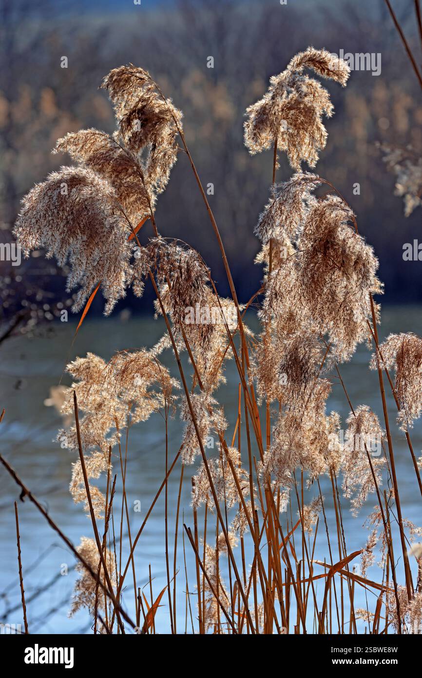 Reeds in reddish-brown winter color in a pond Stock Photo - Alamy