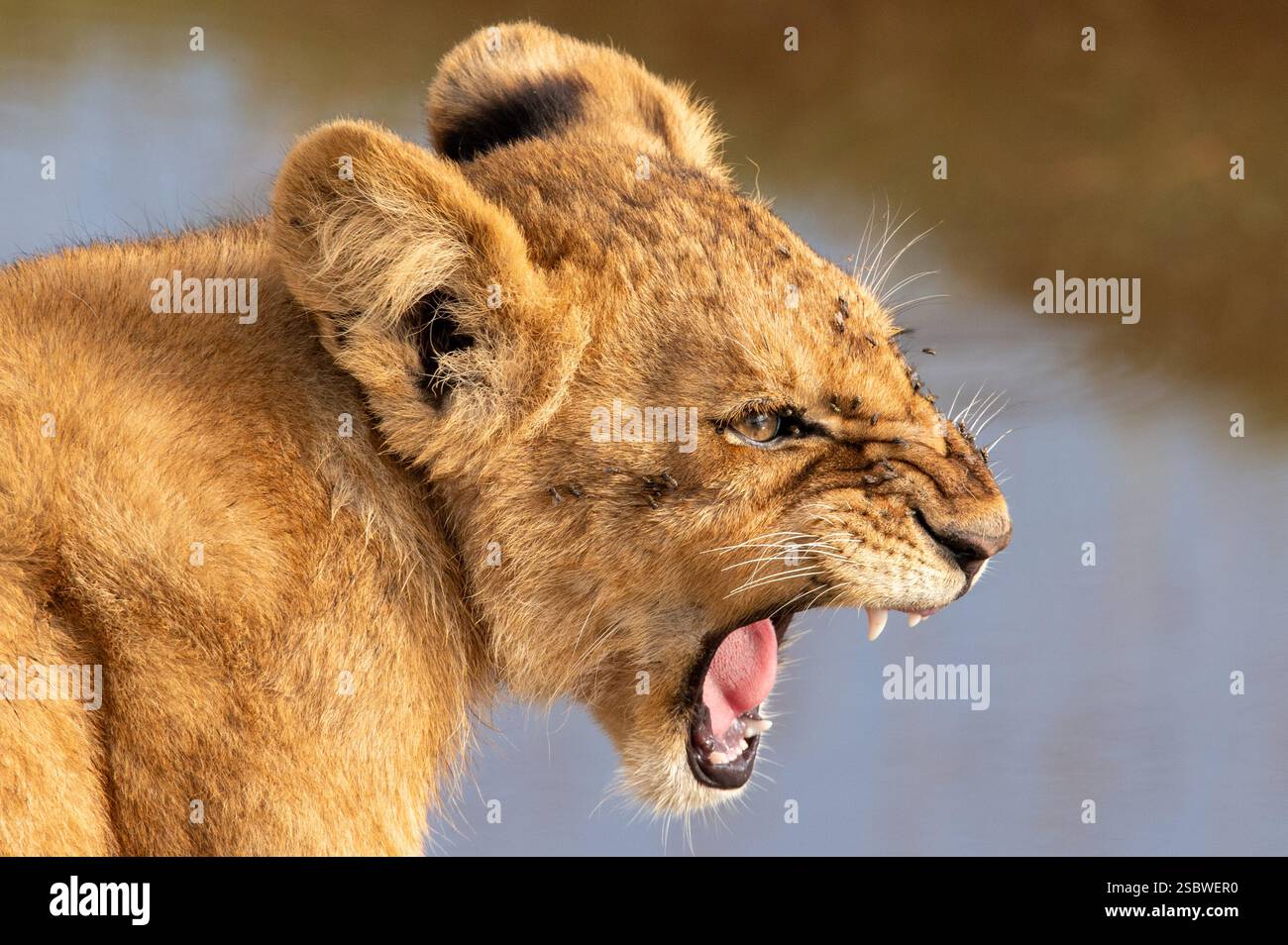 portrait of a young lion cub growling and showing his teeth Stock Photo ...