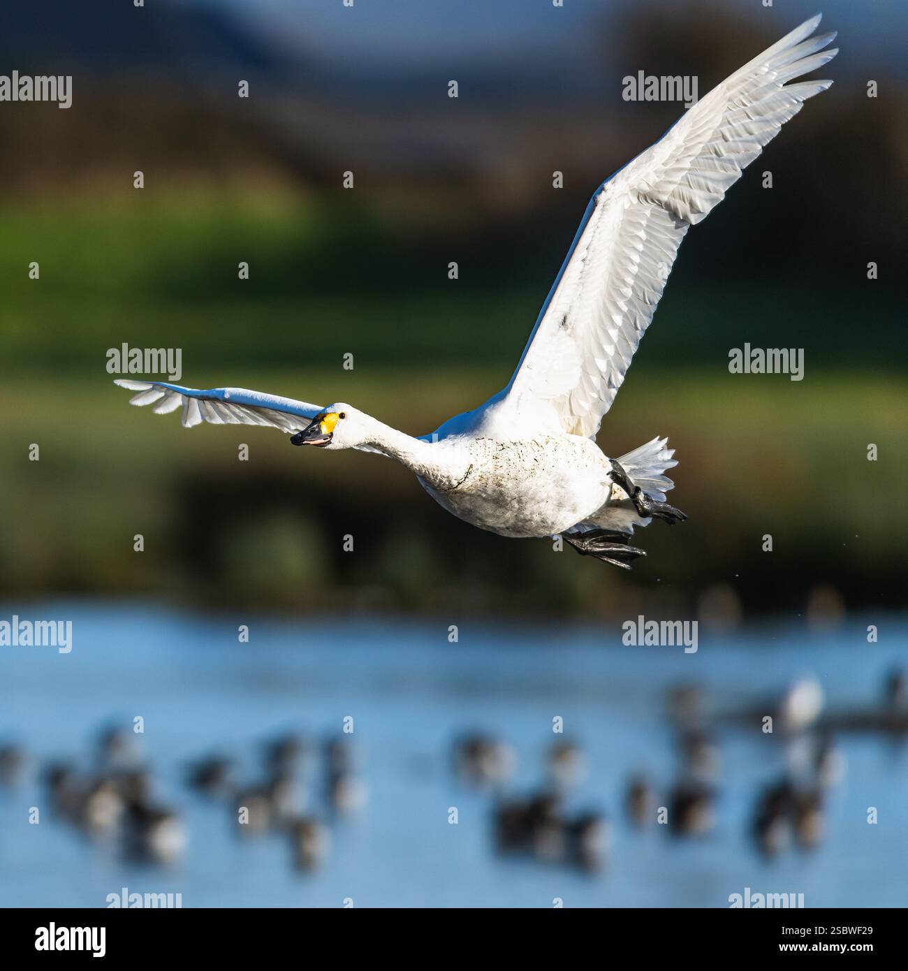 Tundra Swan, Bewick's Swan, Cygnus columbianus in flight at winter in ...