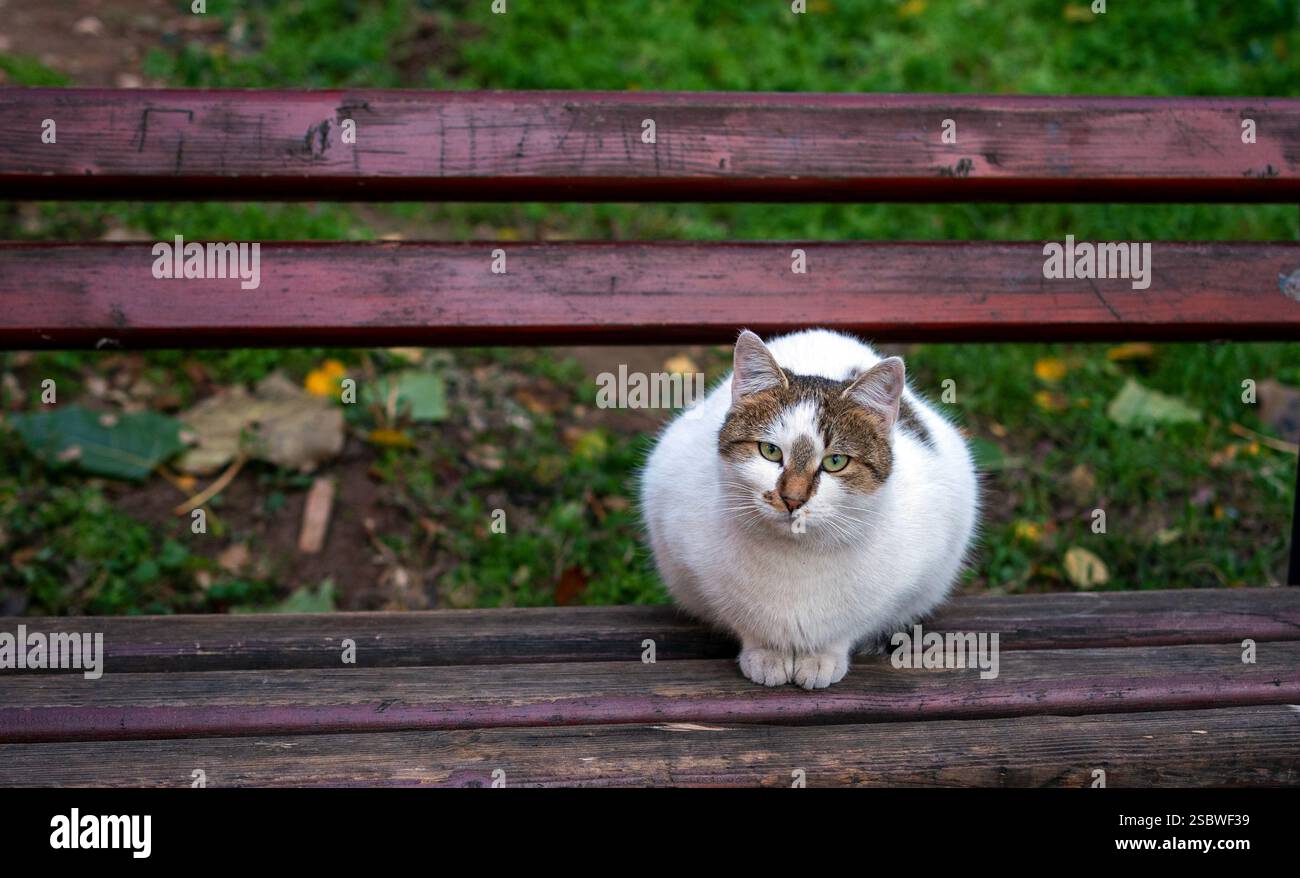 Curious Observer: Cat on the Weathered Bench Stock Photo - Alamy
