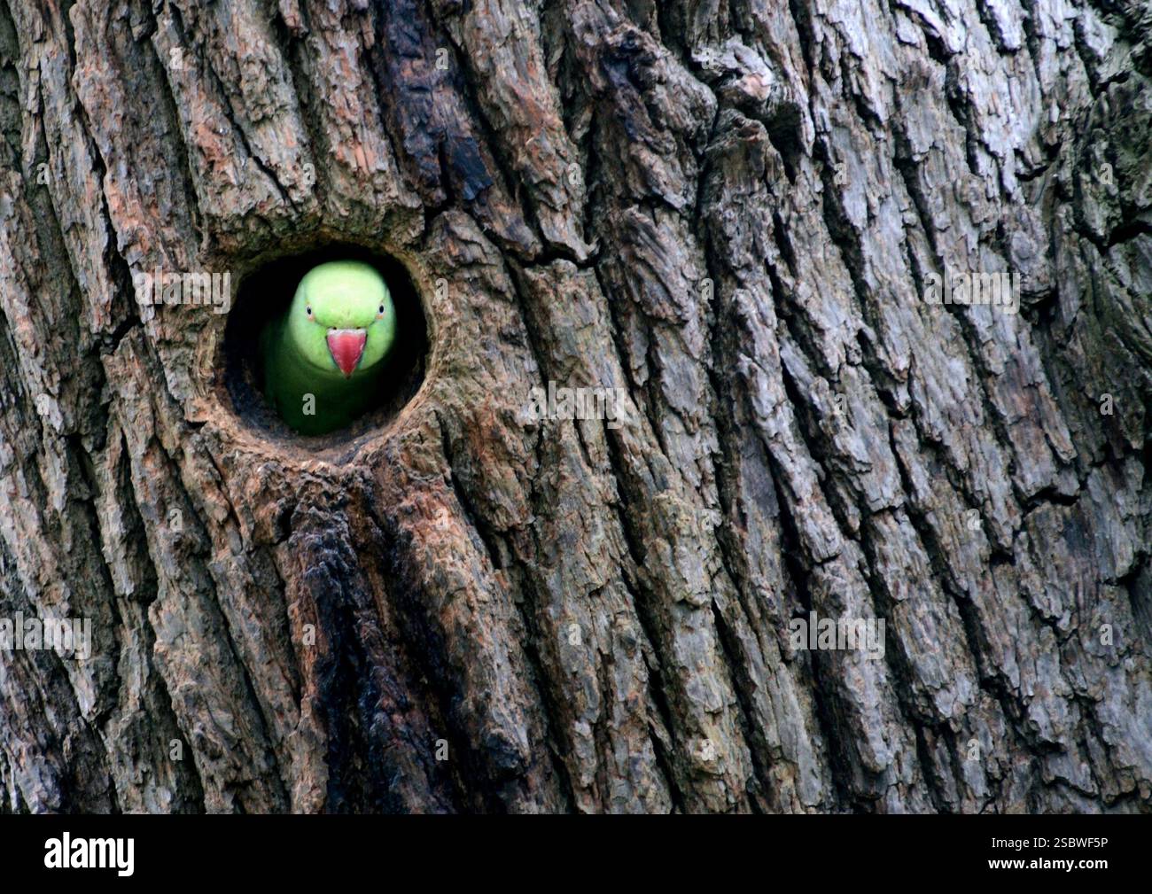 Peek-a-Boo: Green Parrot in Wooden Hideout Stock Photo - Alamy