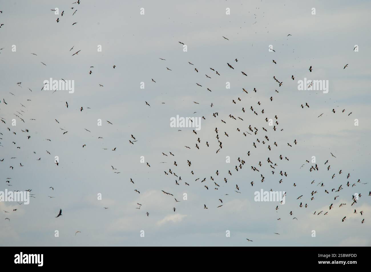 Flock of many stork flying in the sky in tanzania Stock Photo - Alamy