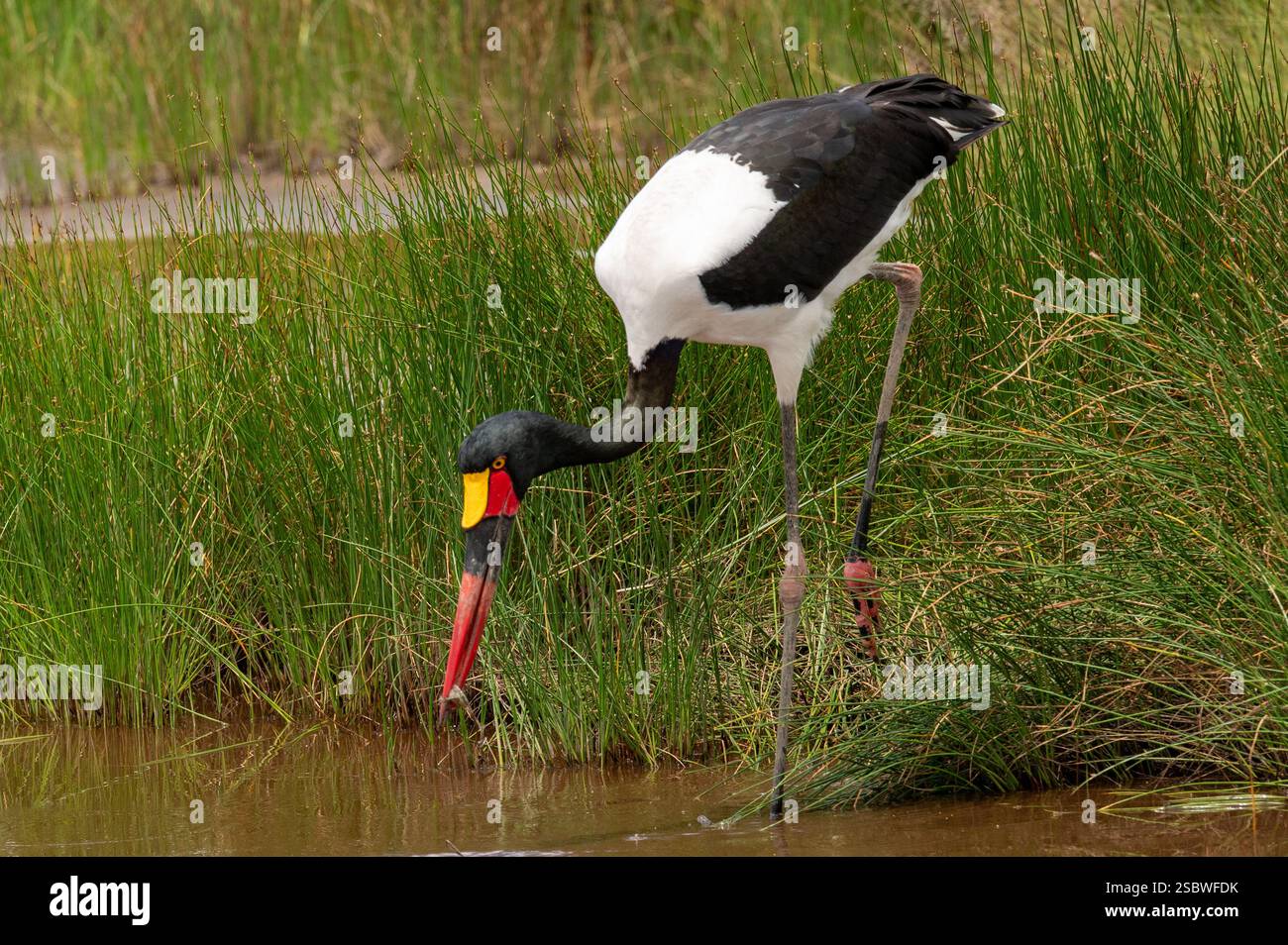 Saddle billed stork catching frogs on a riverbank in the serengeti ...