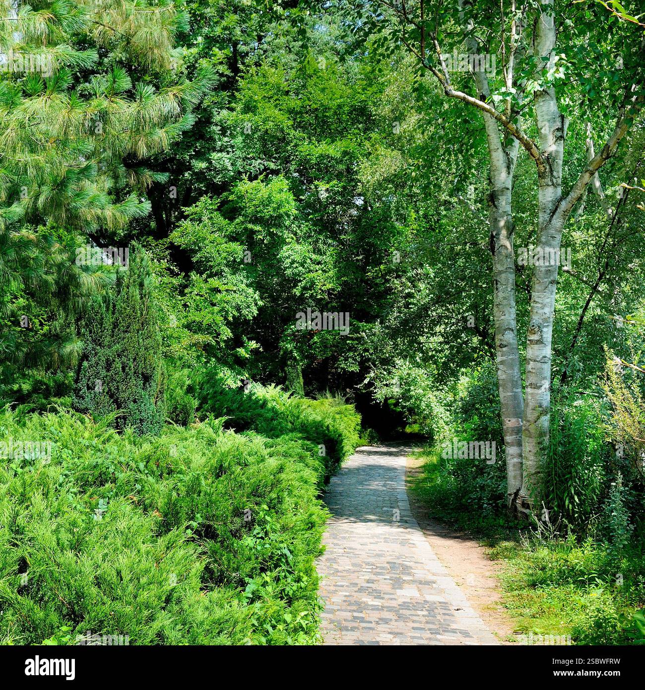 Summer park with trees, bushes and paths for hiking Stock Photo - Alamy