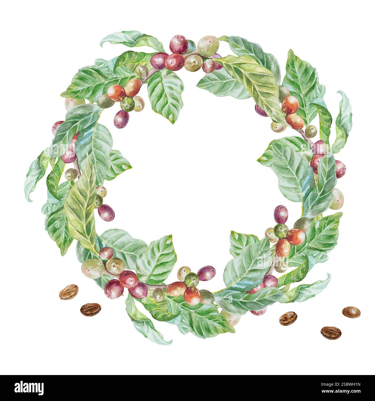 Coffee branches, round frame of green leaves, berries and grains. Hand ...