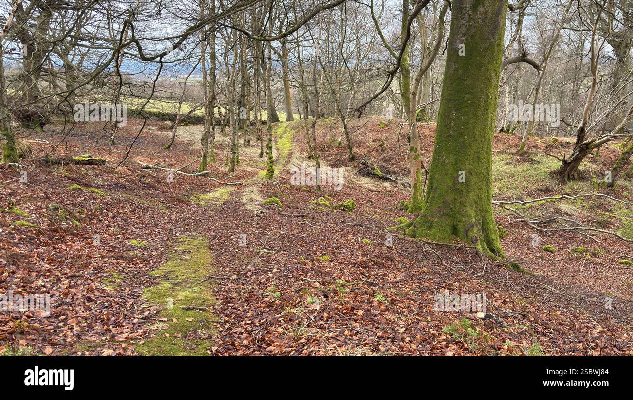 a beautiful shot of trees in a forest in daytime. Rolling Scottish ...