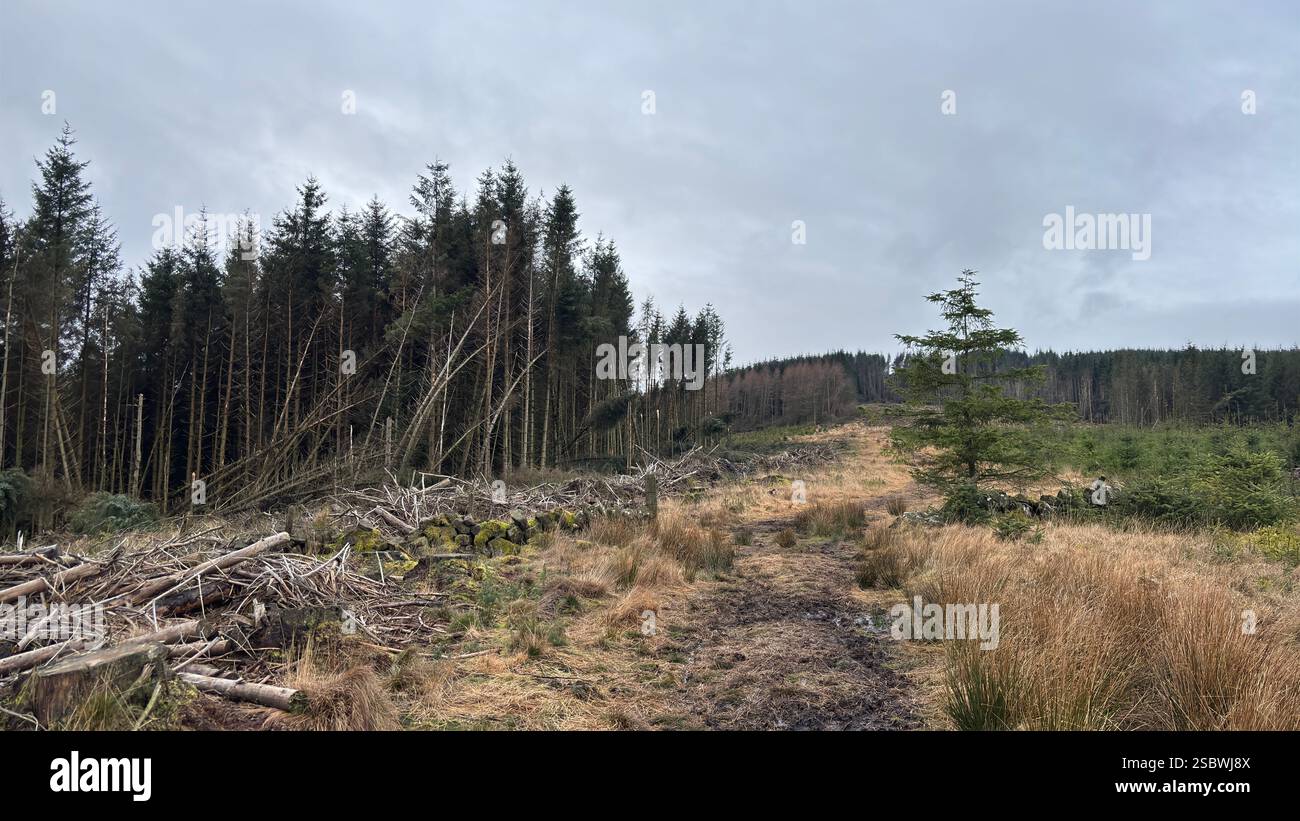 Rolling Scottish countryside with grassland and tall pine trees on an ...