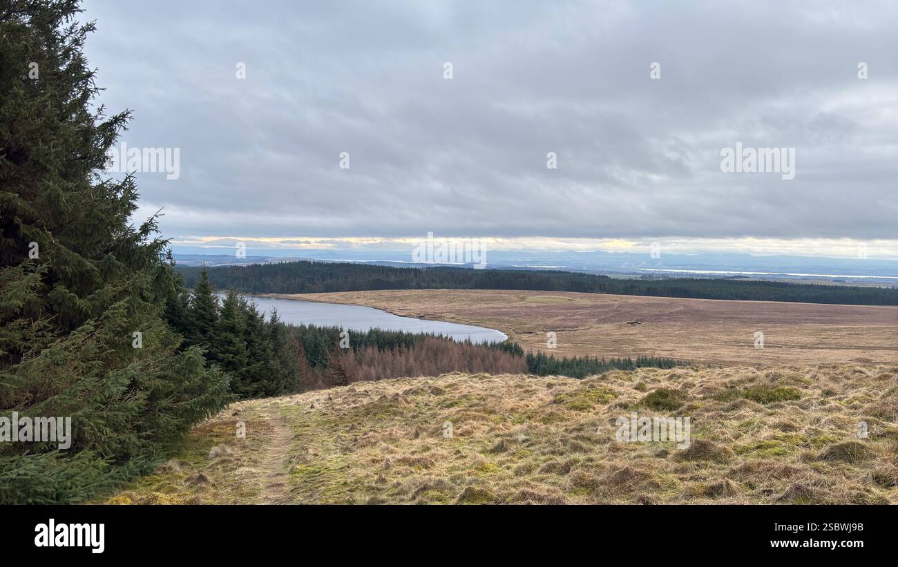 Rolling Scottish countryside with grassland and tall pine trees on an ...