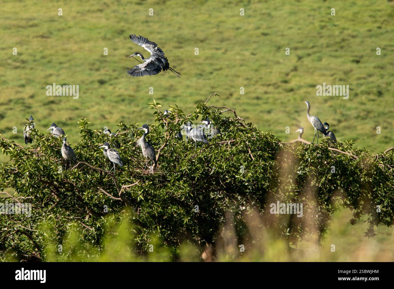group of grey herons sitting in the top of a tree in the ngorongoro ...