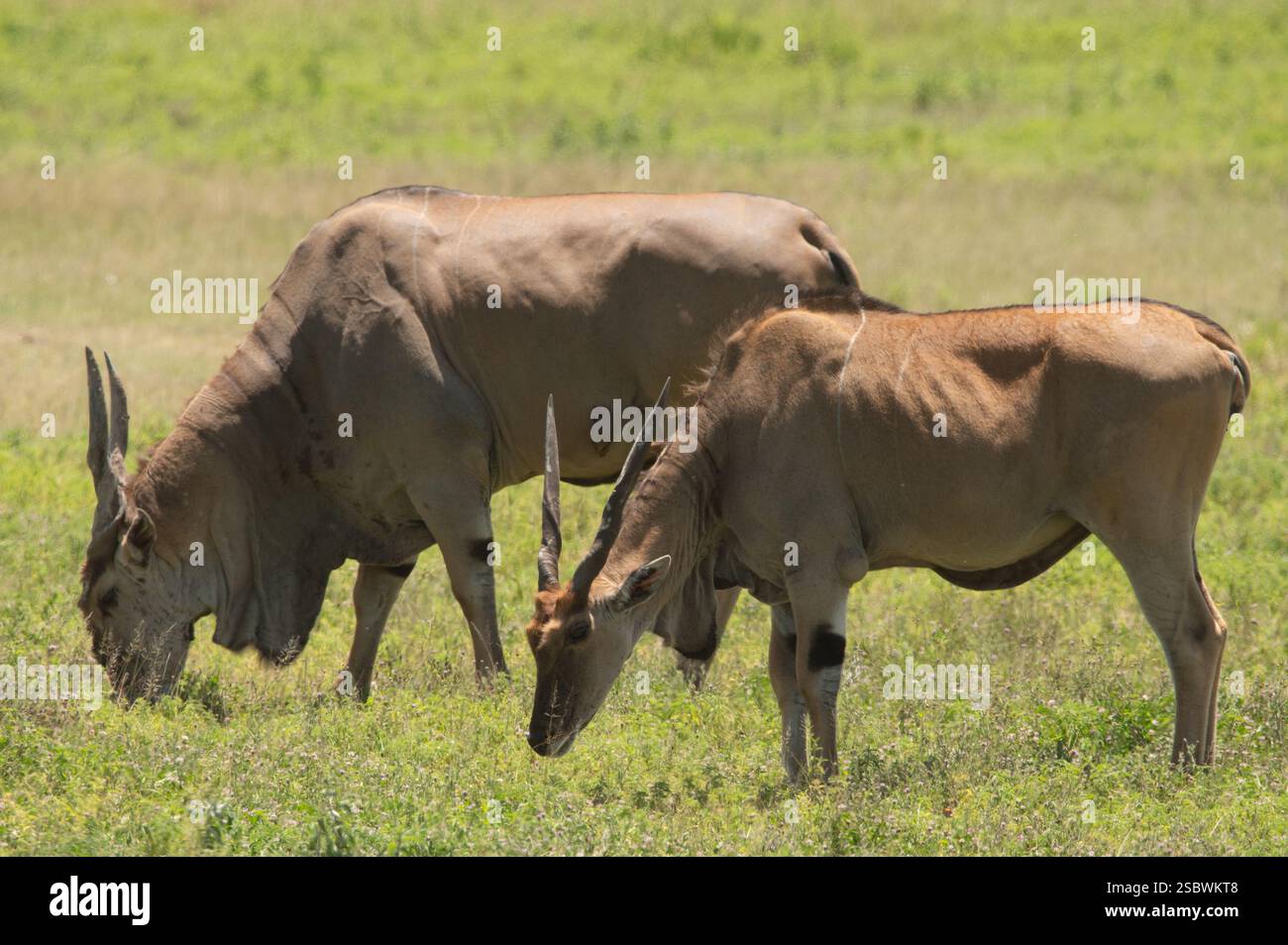 two oryx grazing in the grass in the ngorongoro crater in tanzania ...