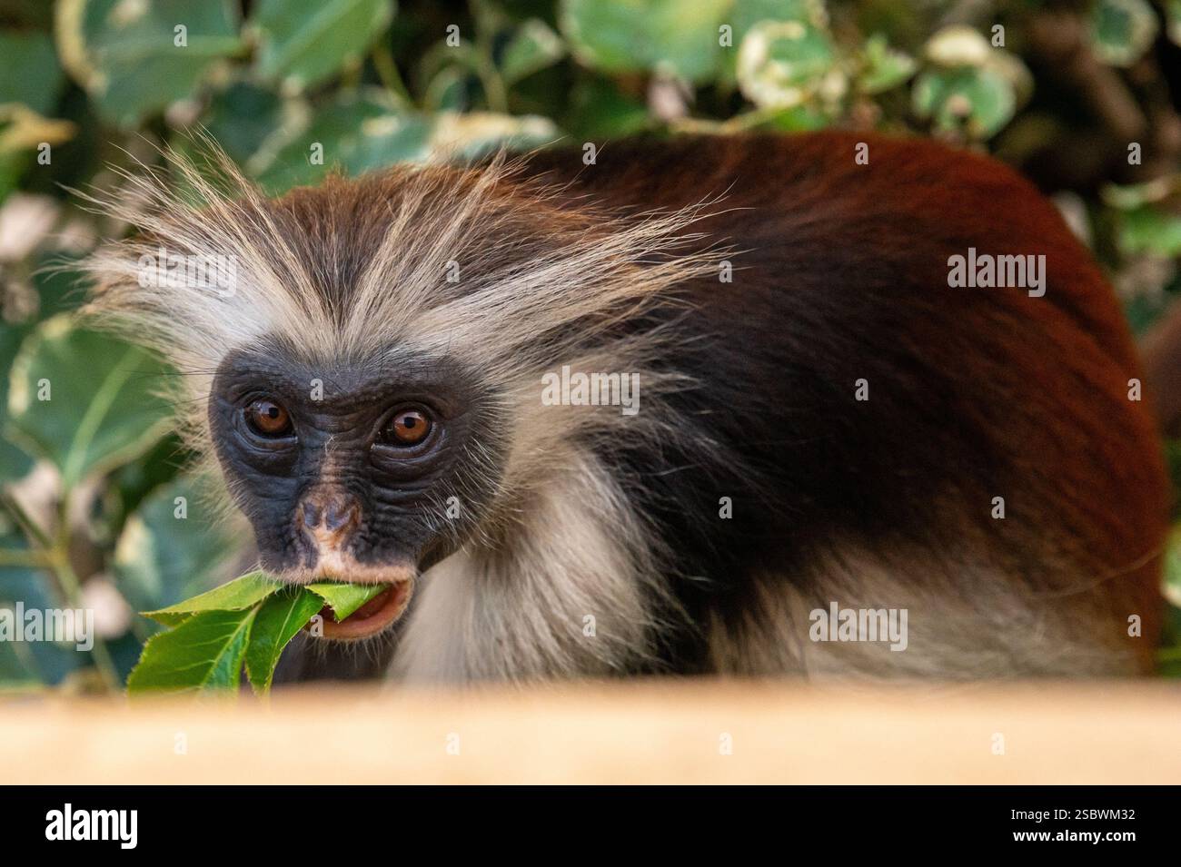 Looking at a rare red monkey eating leaves in zanzibar Stock Photo - Alamy