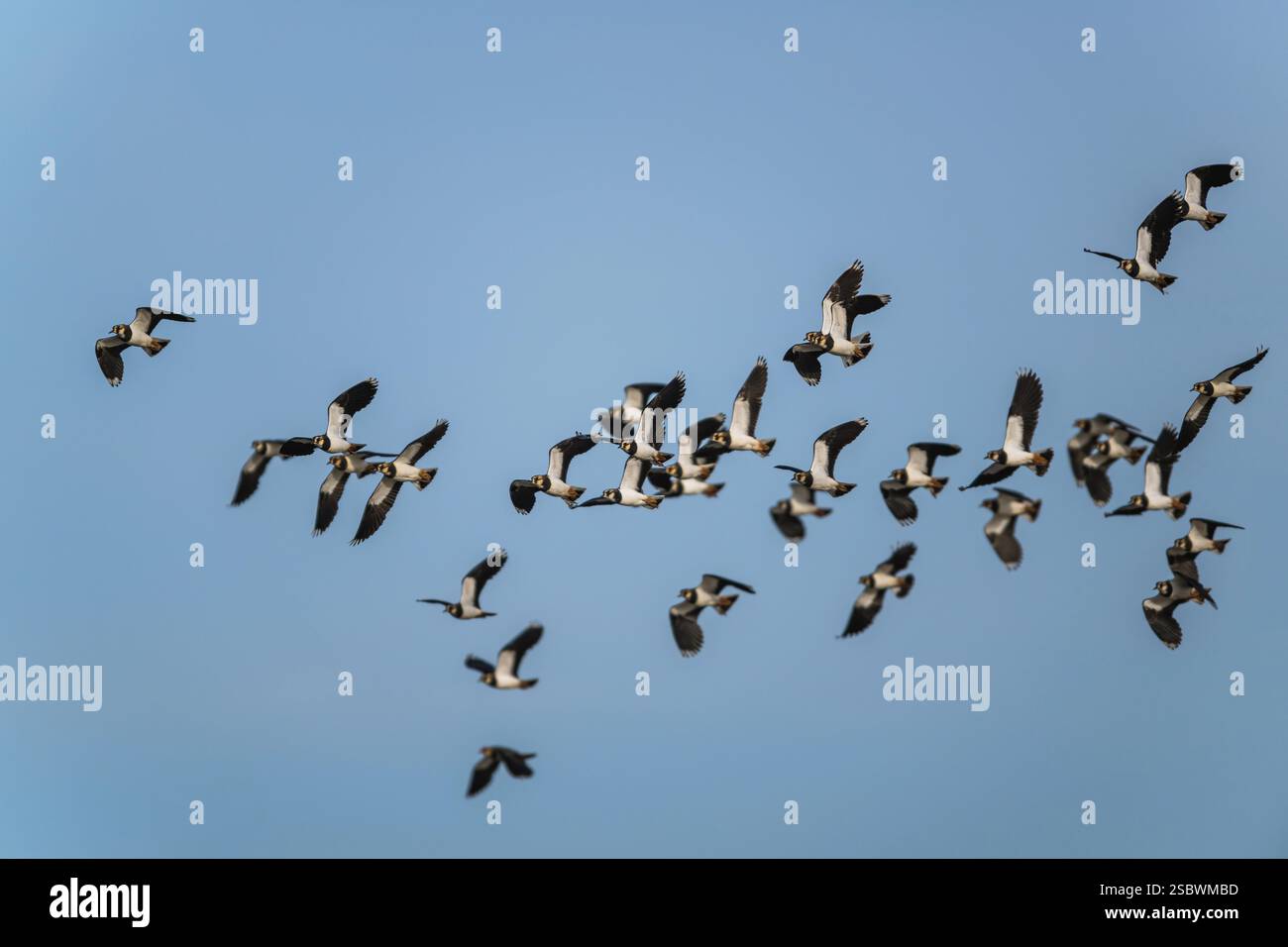 Northern Lapwing, Vanellus vanellus, flock of birds in flight over ...