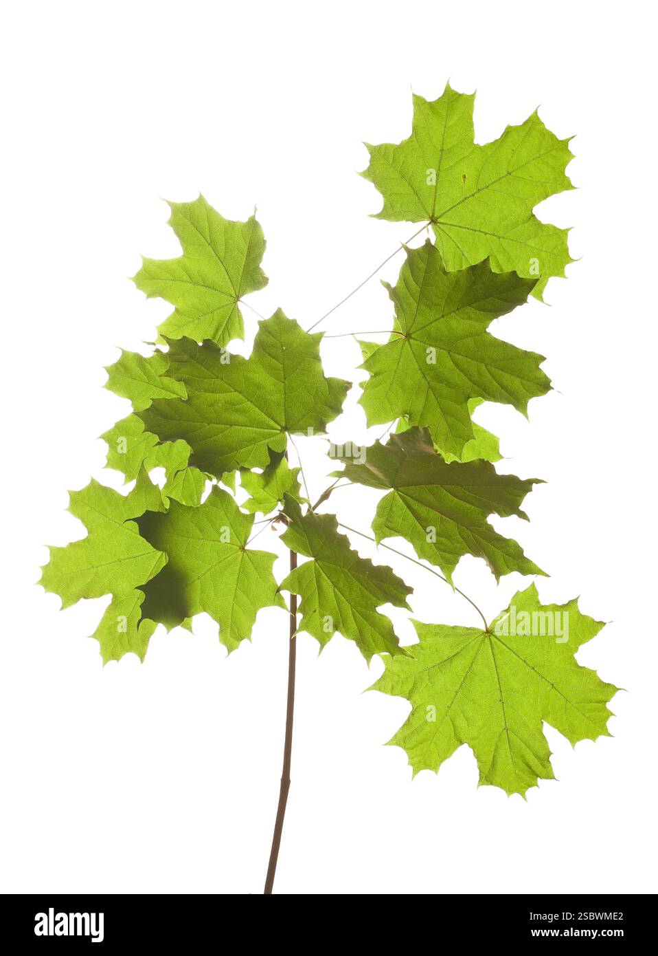 Green leaves line Cut Out Stock Images & Pictures - Alamy