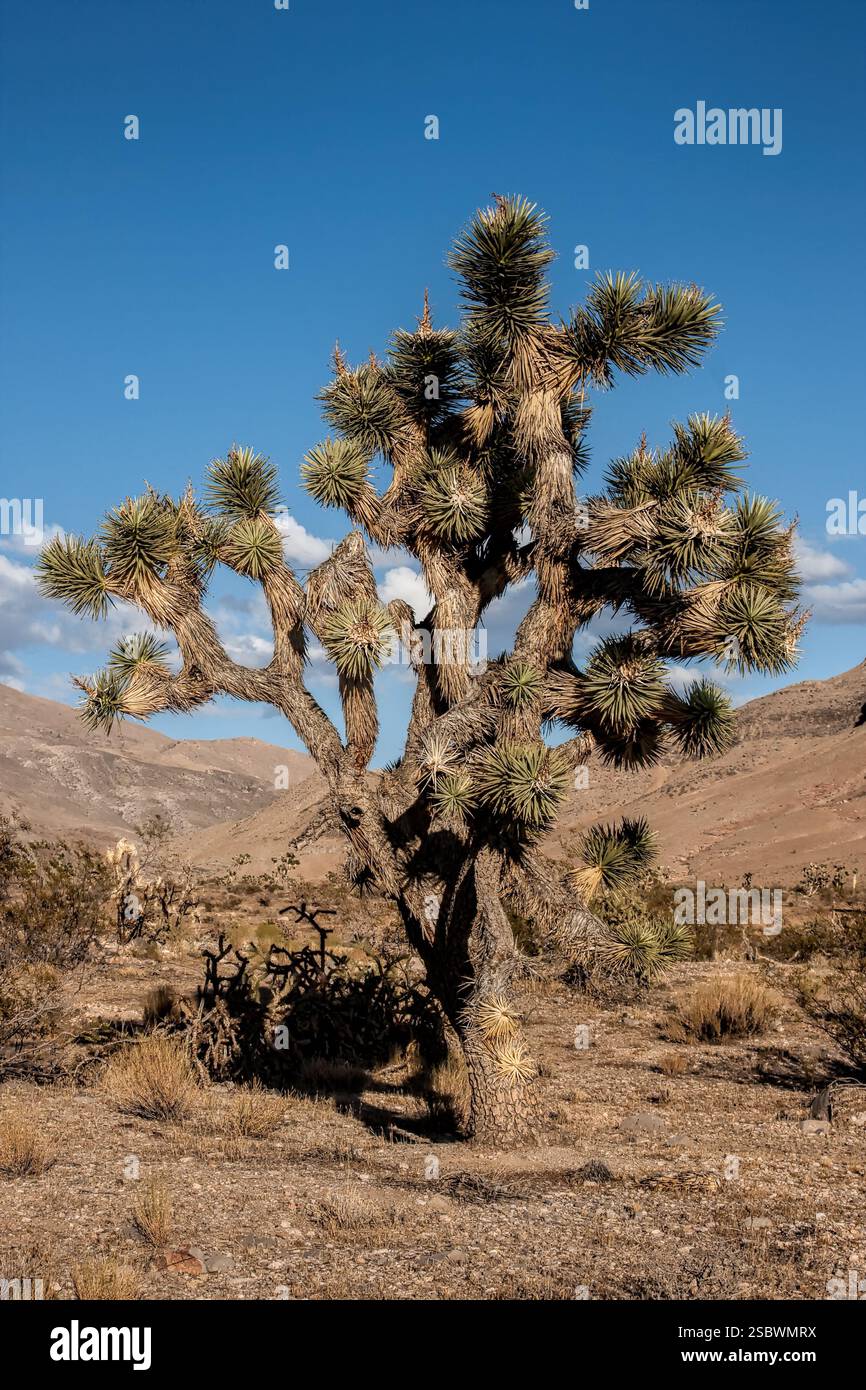 A large tree with a trunk that is brown in color. The tree is in a ...