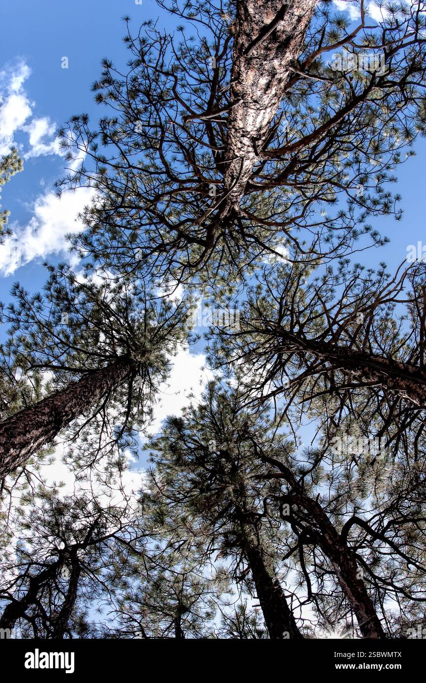 A tree with a branch that is pointing to the sky. The sky is blue and ...