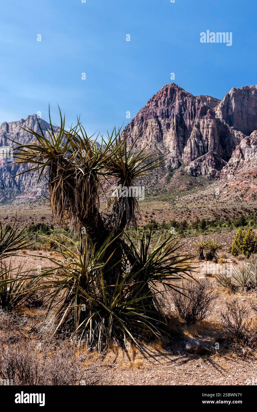 A tree with a trunk that is very long. The tree is in a desert. The sky ...