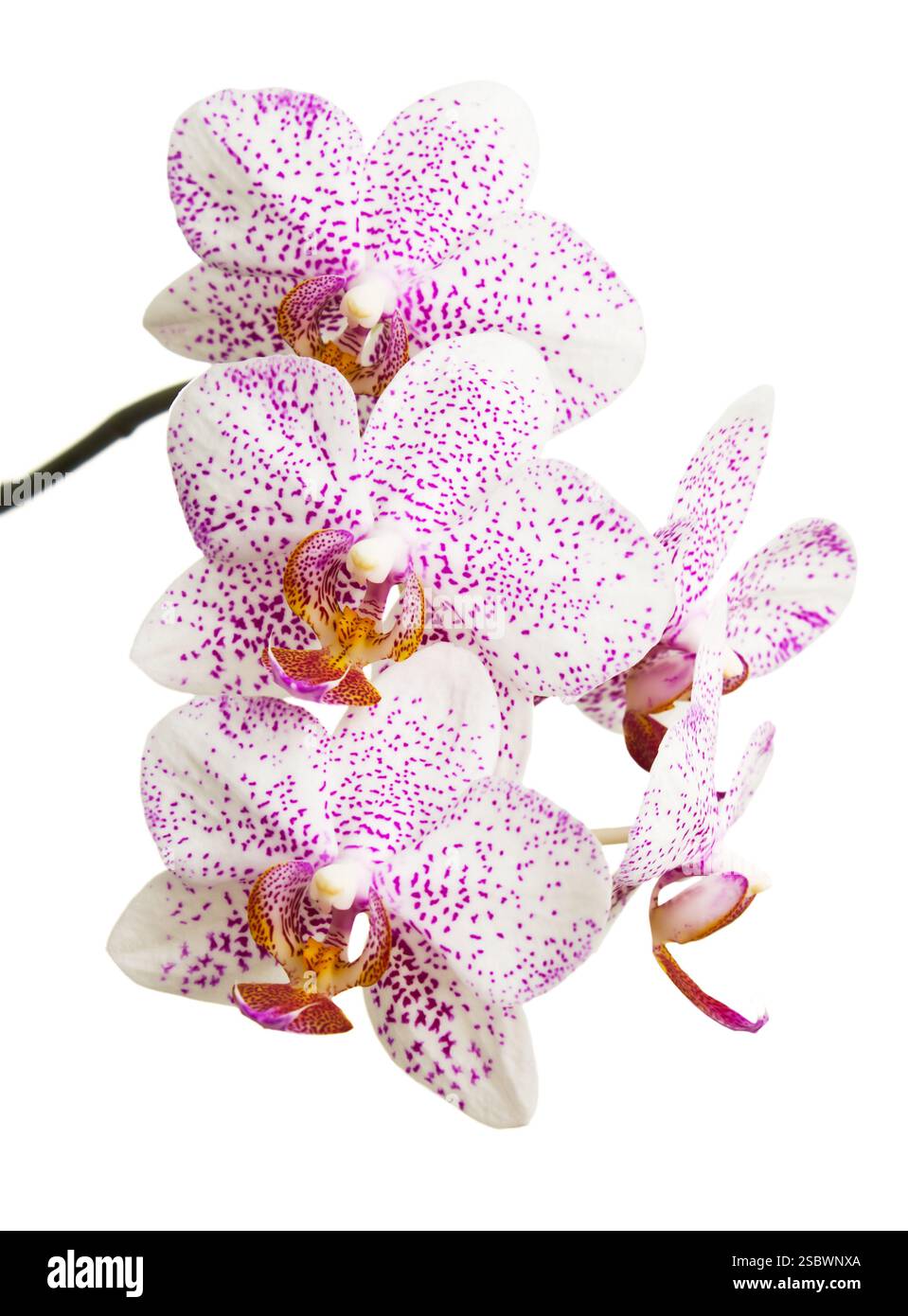 Clean a greenhouse Cut Out Stock Images & Pictures - Alamy