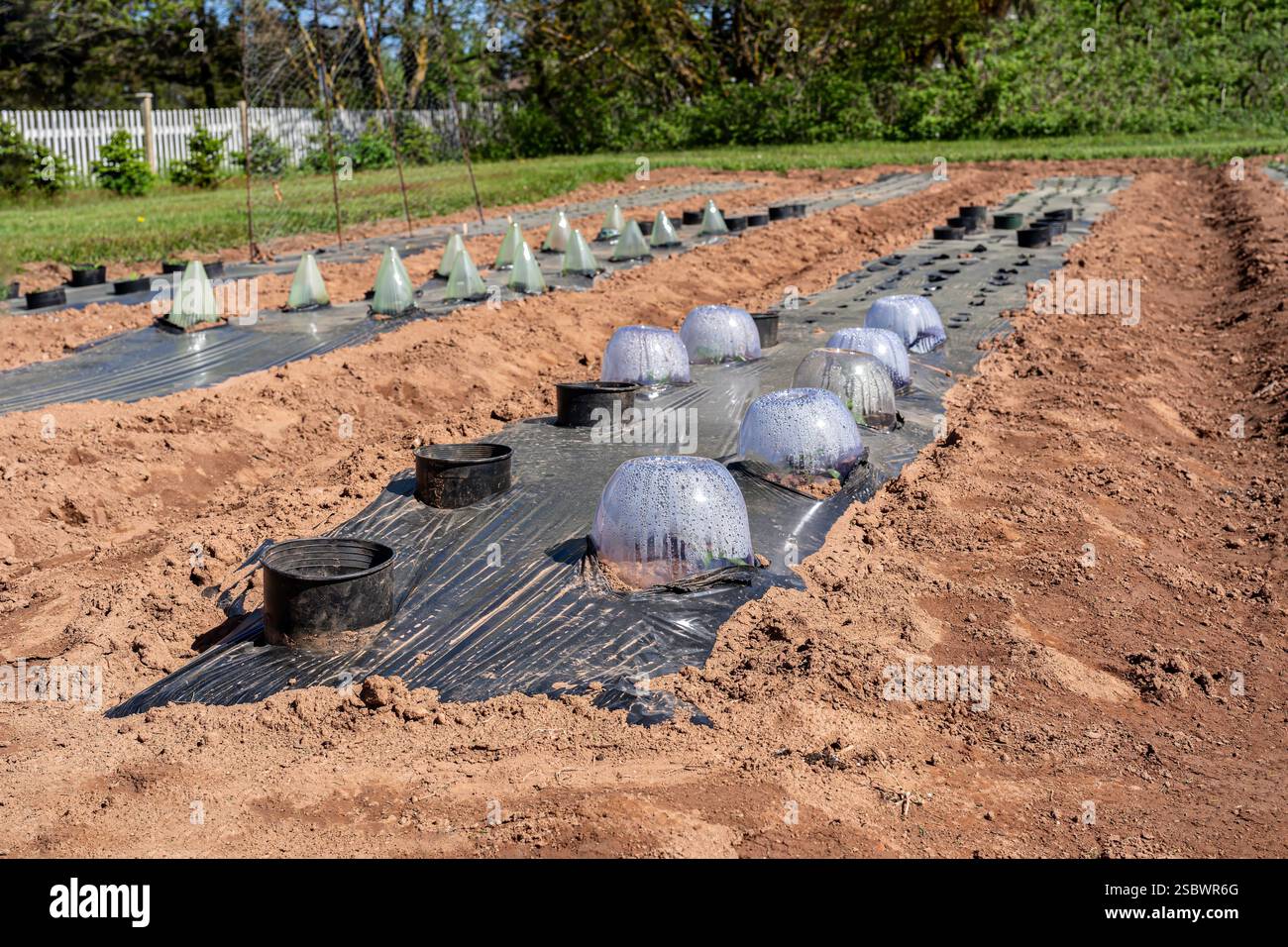 Protecting newly planted garden plants with cloches on rows of plastic ...