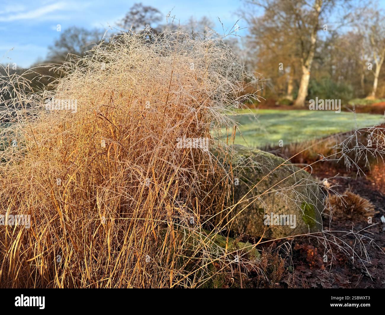 Dead and dry plant bushes in the agriculture field, long dried grass or ...