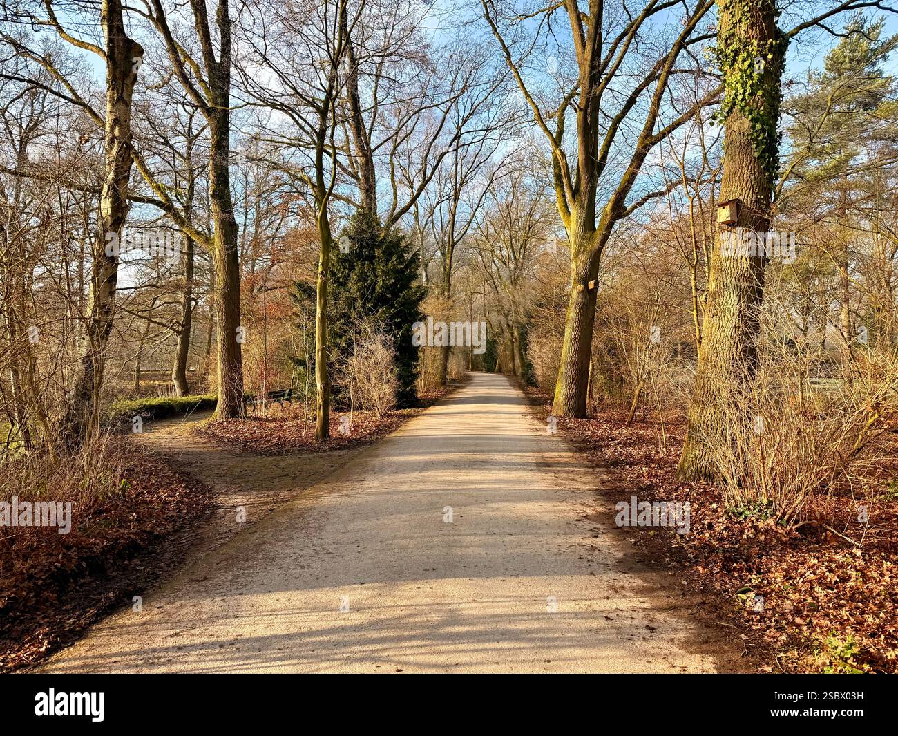 A low perspective of a dirt path between trees with autumn colors in ...