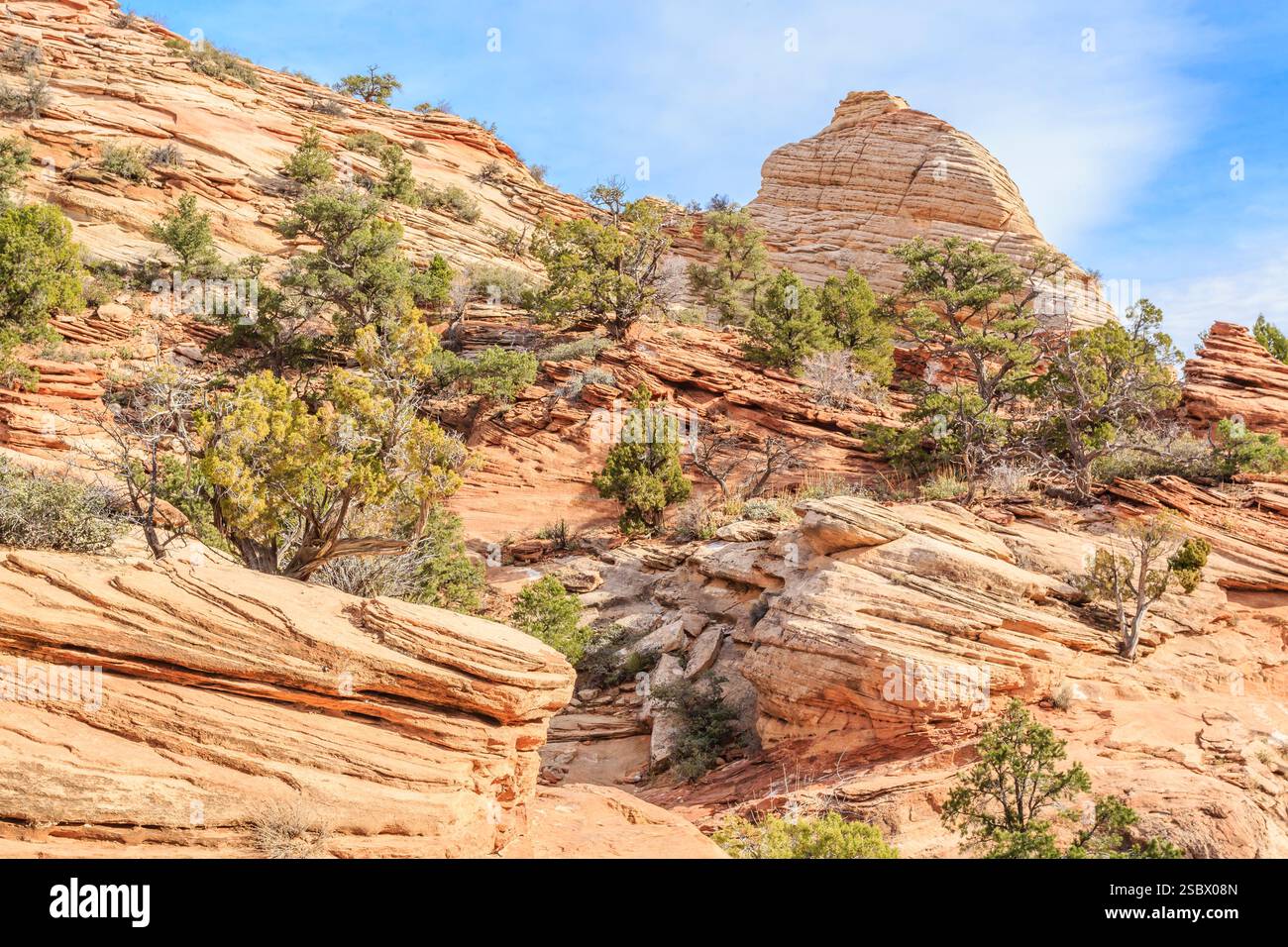 Rocky hillside with trees and a large rock. The trees are sparse and ...