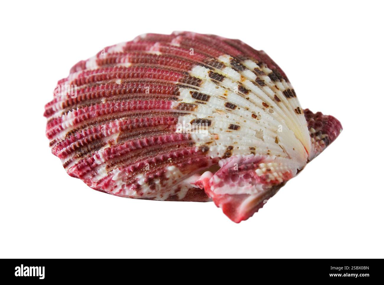 Marine shell from tropical seas isolated on white background Stock ...
