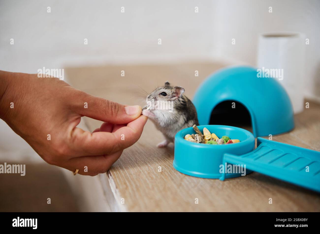 A person offers food to a hamster near its food bowl and habitat ...