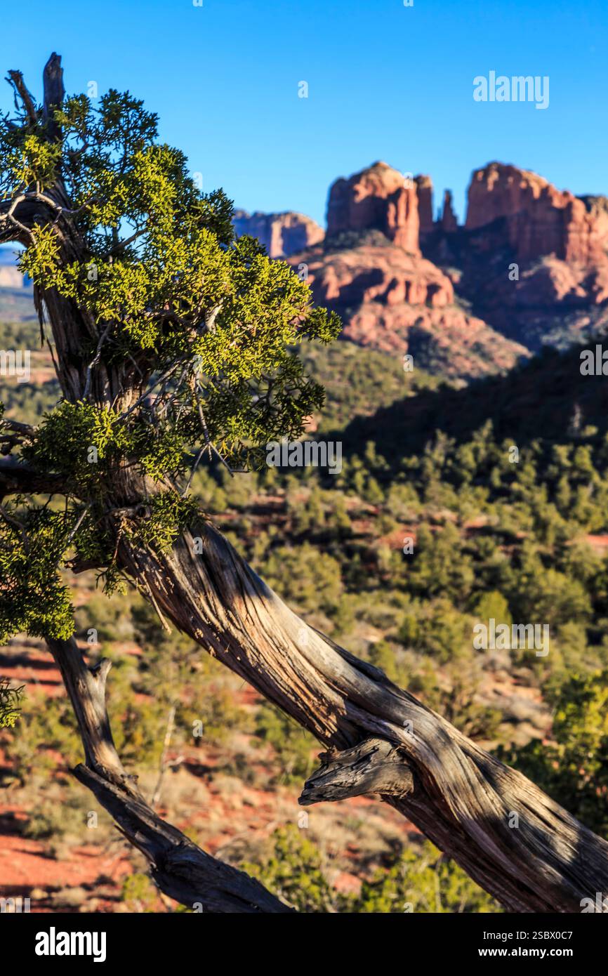 A tree branch is leaning against a rock. The branch is brown and has a ...