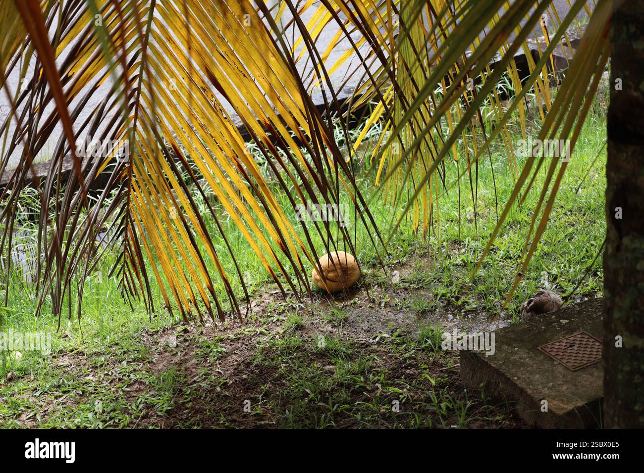 Palm tree branches coconuts hi-res stock photography and images - Alamy