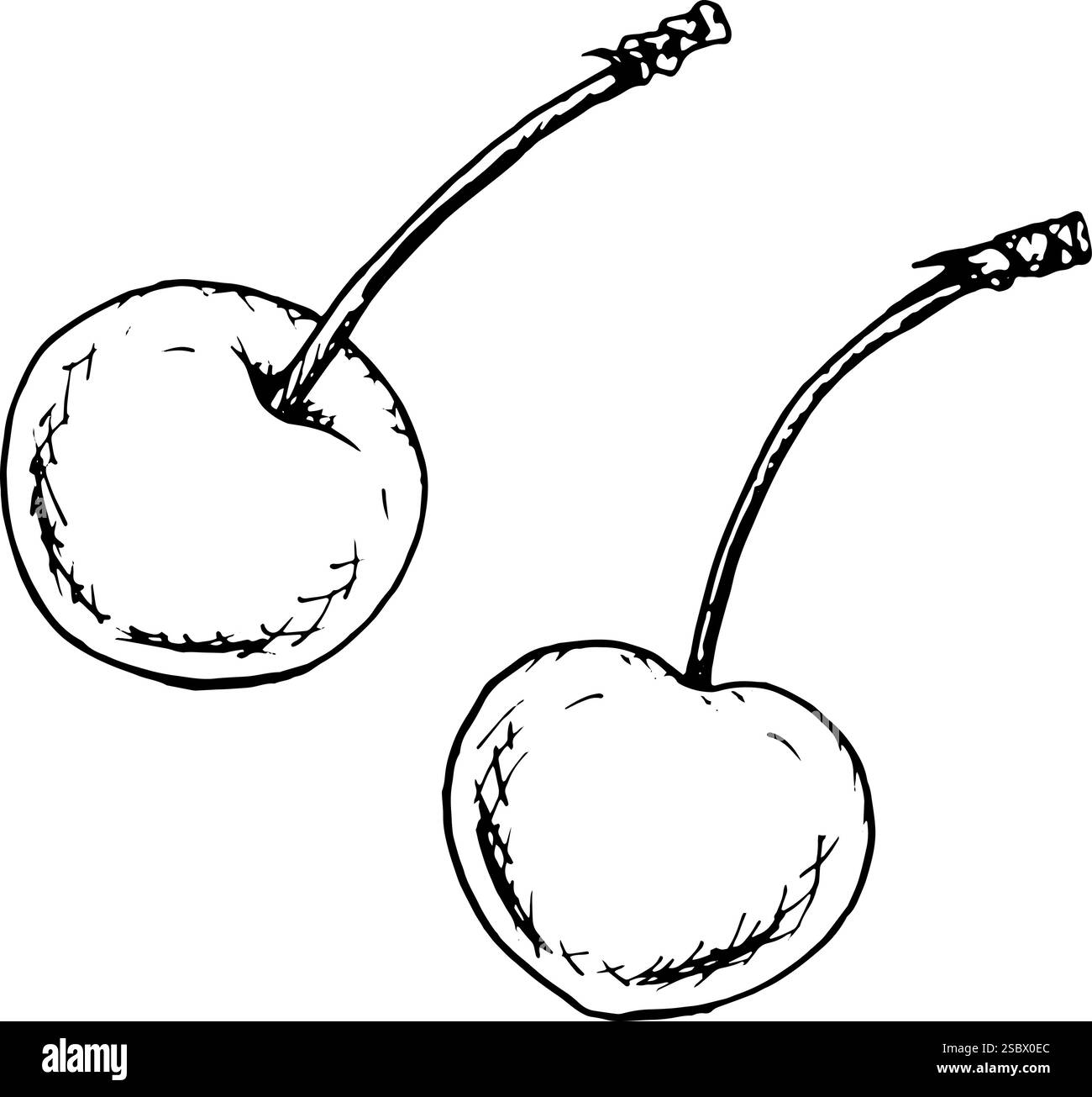 Black and white vector illustration of two cherries with long stems ...